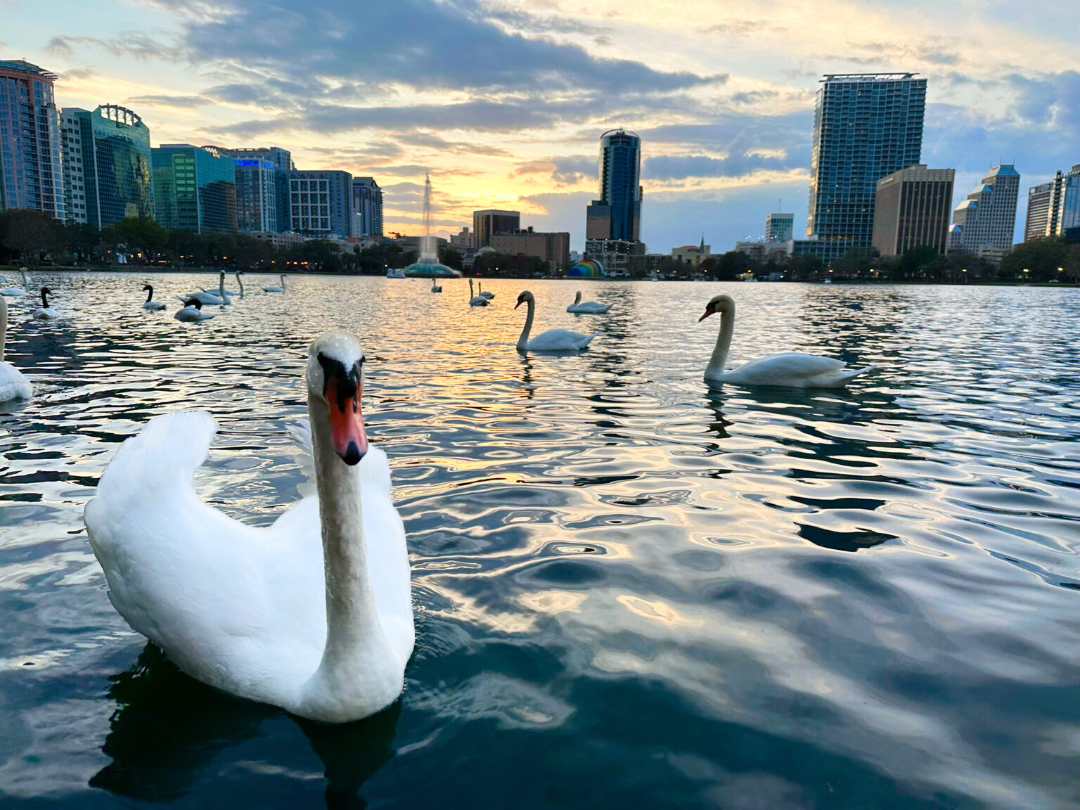 “Heartbreaking”: Avian Flu Claims 26 Lake Eola Swans – Bungalower