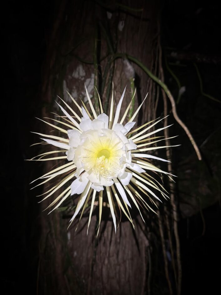 Tonight Is The Night: Mead’s ‘Queen of the Night’ Bloom Is Happening ...