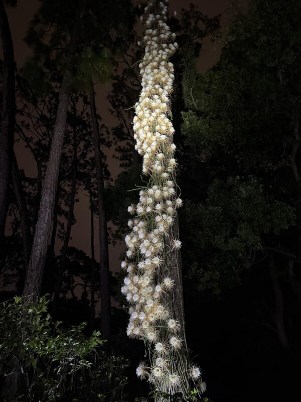 Mead’s One-Night-Only ‘Queen of the Night’ Bloom Could Happen as Early ...