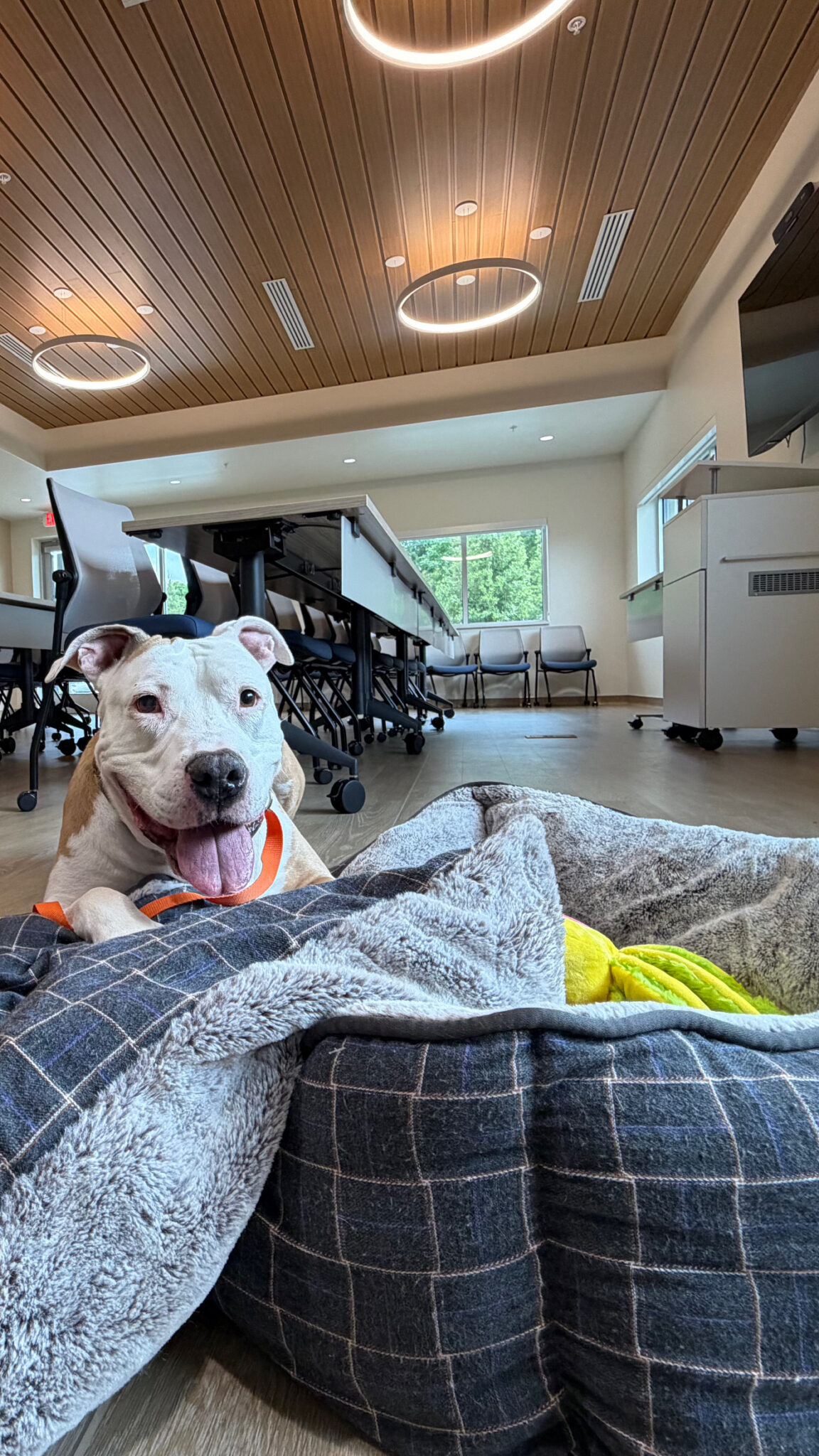 Pet Alliance’s Rentable Meeting Room Comes with Adoptable Pet Cuddle ...