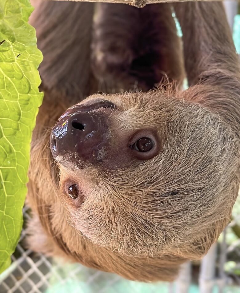 Another Former Sloth World Sloth Has Died After Weeks Without a Loss ...